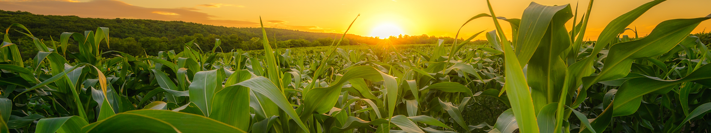 Corn Guide 2023 & Production Tips - Grainews