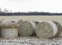 Baled corn stalks – really? - Grainews